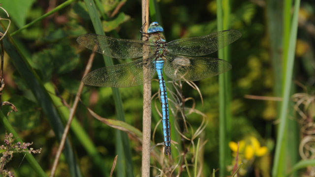 12. Juli: Faszination Libellen – Schillernde Juwelen der Lüfte ...
